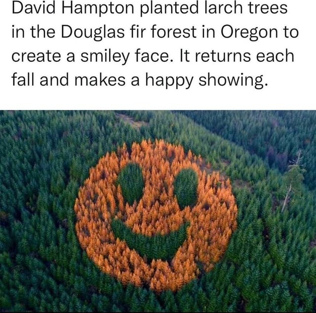 David Hampton planted larch trees in the Douglas fir forest in Oregon ...
