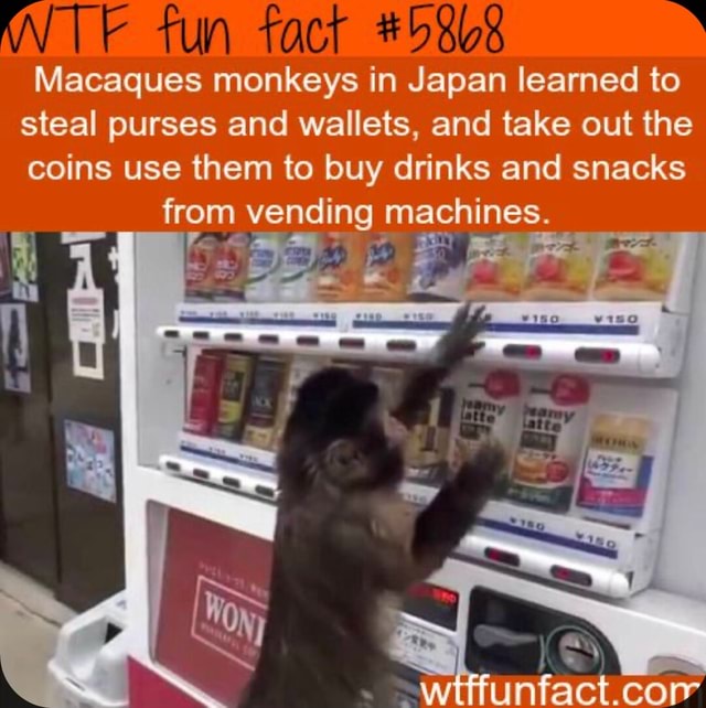 INT #58b8 Macaques monkeys in Japan learned to steal purses and wallets ...
