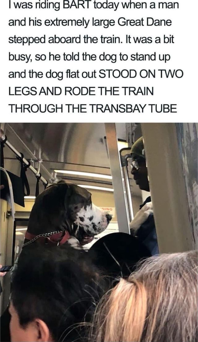 Was riding BART today wnen a man and his extremely large Great Dane ...