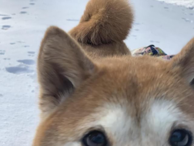 #shibainu #shiba #doge #nihonken #japan #dog #doggo - iFunny