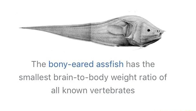 Bony Eared Assfish
