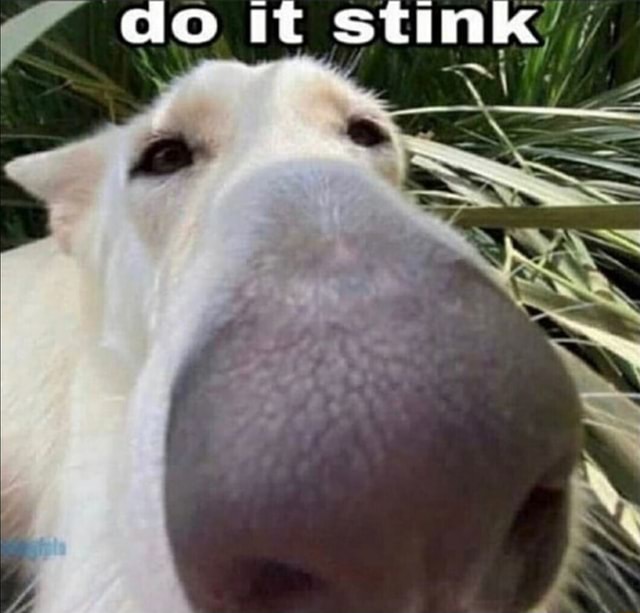 Do it stink SSS - iFunny