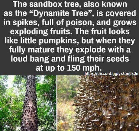 The sandbox tree, also known as the "Dynamite Tree", is covered in ...