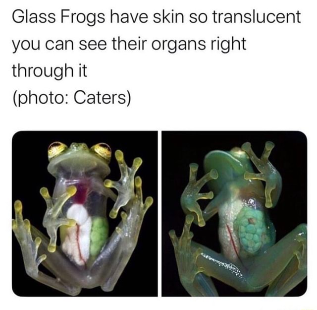 Glass Frogs have skin so translucent you can see their organs right ...