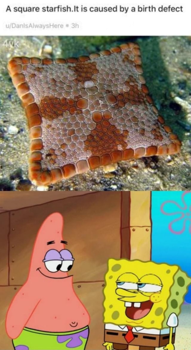 A square starfish.!t is caused by a birth defect - iFunny
