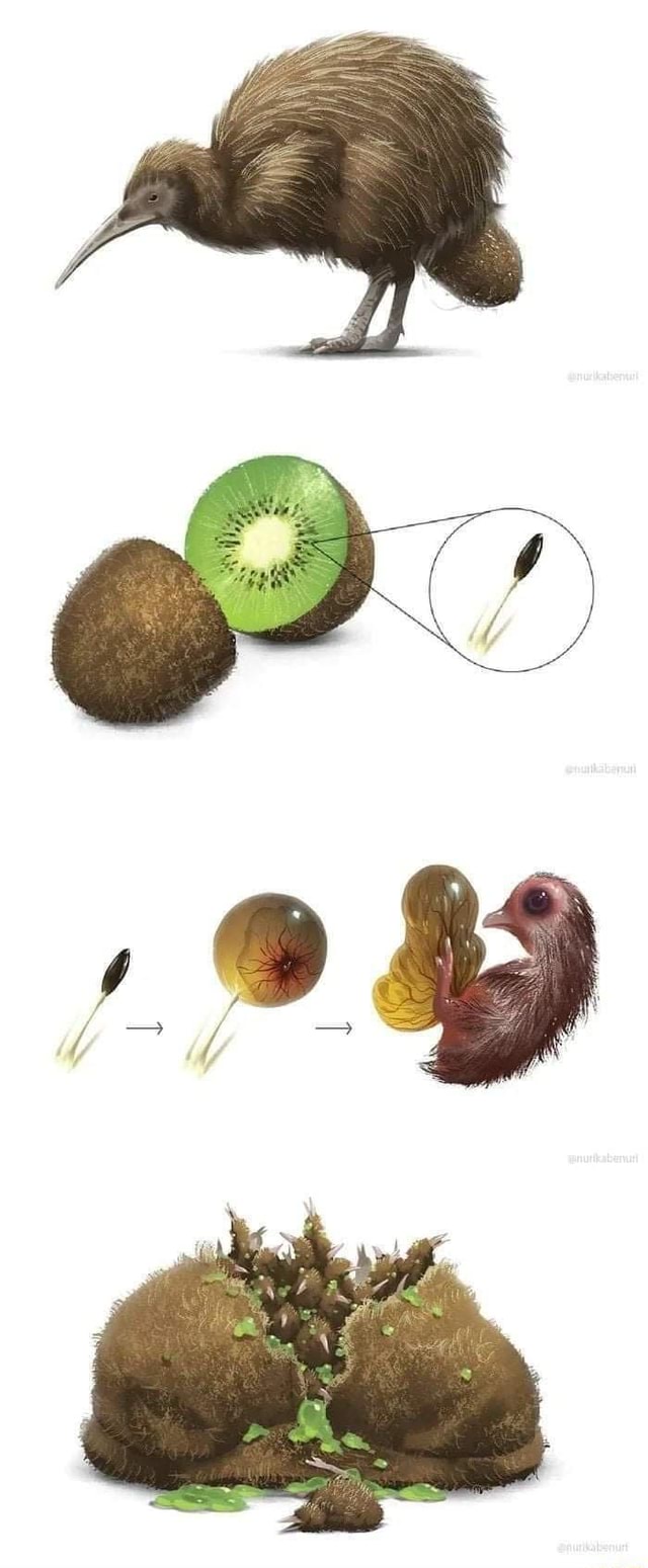 Life cycle of the kiwi - iFunny
