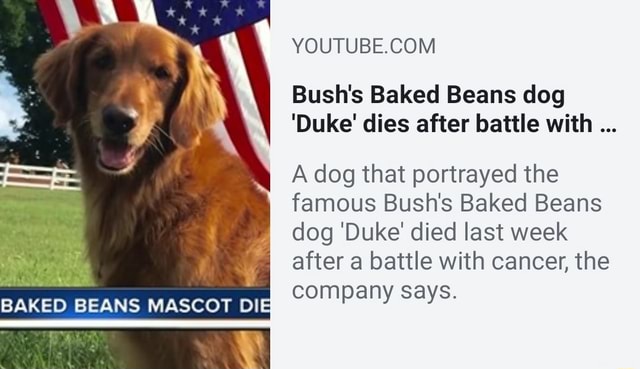 BAKED BEANS MASCOT DI YOUTUBE.COM Bush's Baked Beans dog 'Duke' dies ...