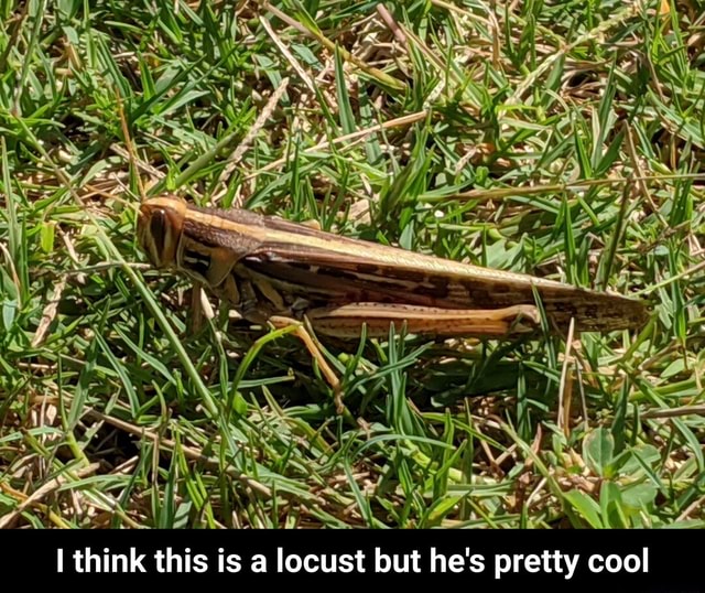 I think this is a locust but he's pretty cool - I think this is a ...