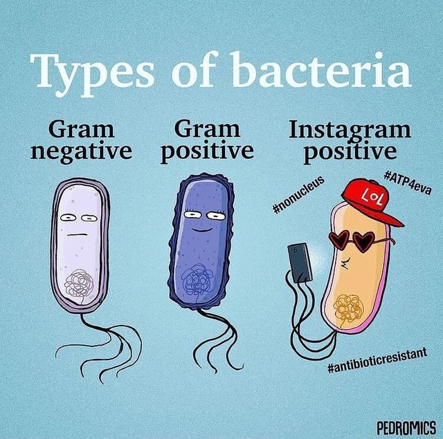 Types of bacteria Gram Gram Instagram negative positive positive jstant ...