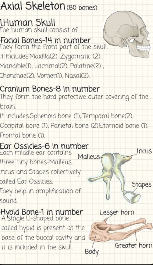 Axial Skeleton bones) Human Skull The human skull consist of: Facial ...