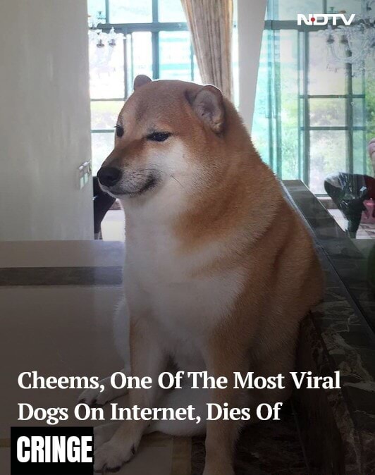 Cheems, One Of The Most Viral Dogs On Internet, Dies Of CRINGE - iFunny
