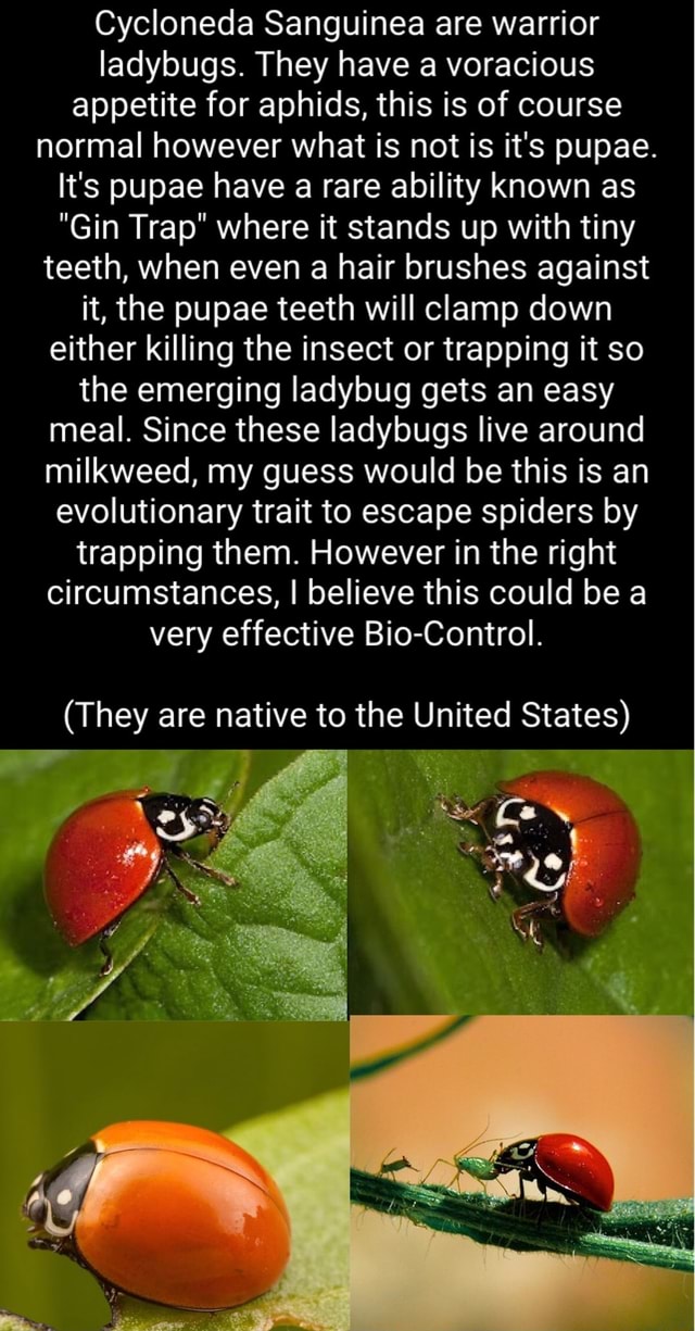 Cycloneda Sanguinea are warrior ladybugs. They have a voracious ...