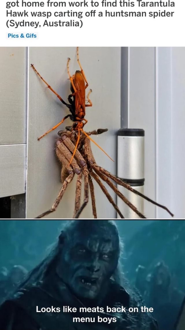 Got home from work to find this Tarantula Hawk wasp carting off a ...