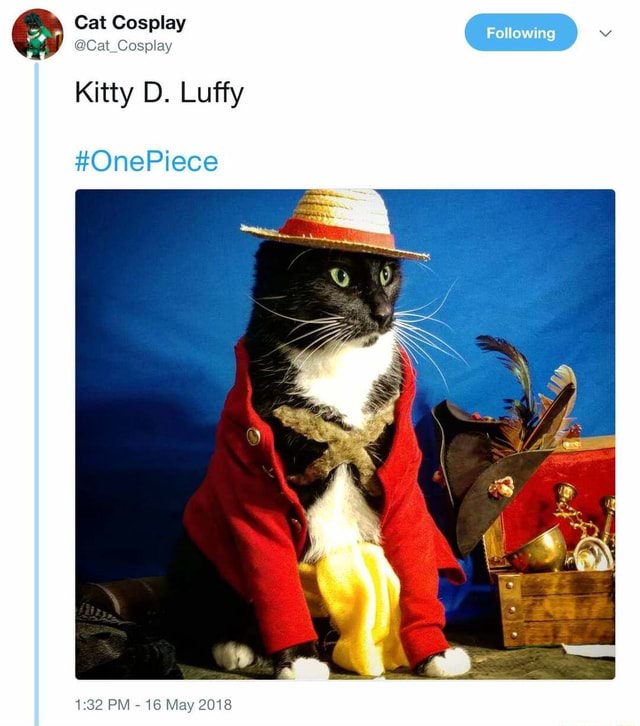 Kitty D. Luffy - Cat Cosplay @Cat_Cosplay Kitty #OnePiece Following PM ...
