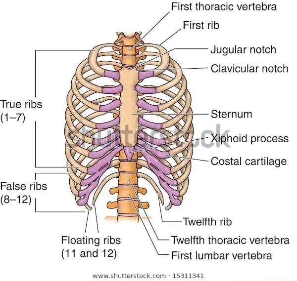 First thoracic vertebra First rib Jugular notch Clavicular notch True ...