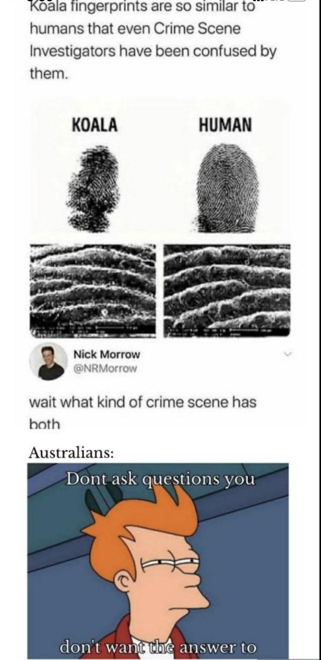 'Koala fingerprints are so simiiarto humans that even Crime Scene ...