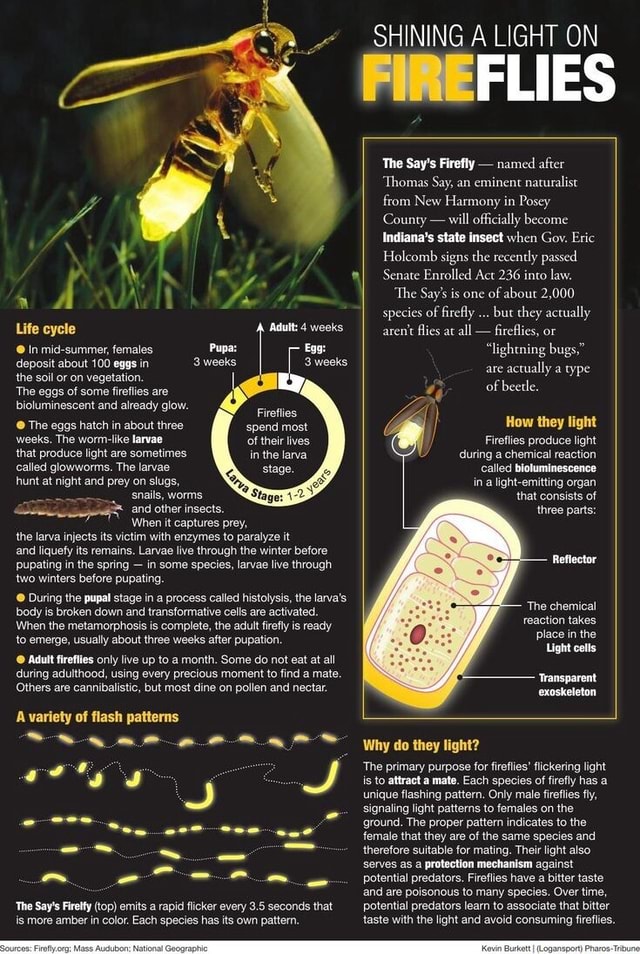 A wit Life cycle Adult: 4 weeks @ In mid-summer, females Egg: 3 weeks ...