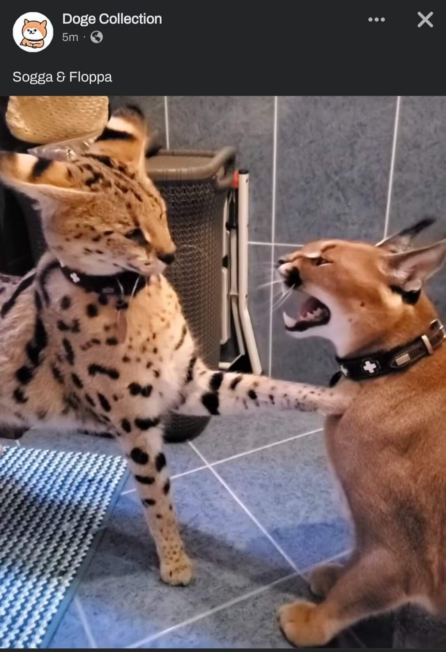 Doge Collection IS) Sogga & Floppa I - iFunny