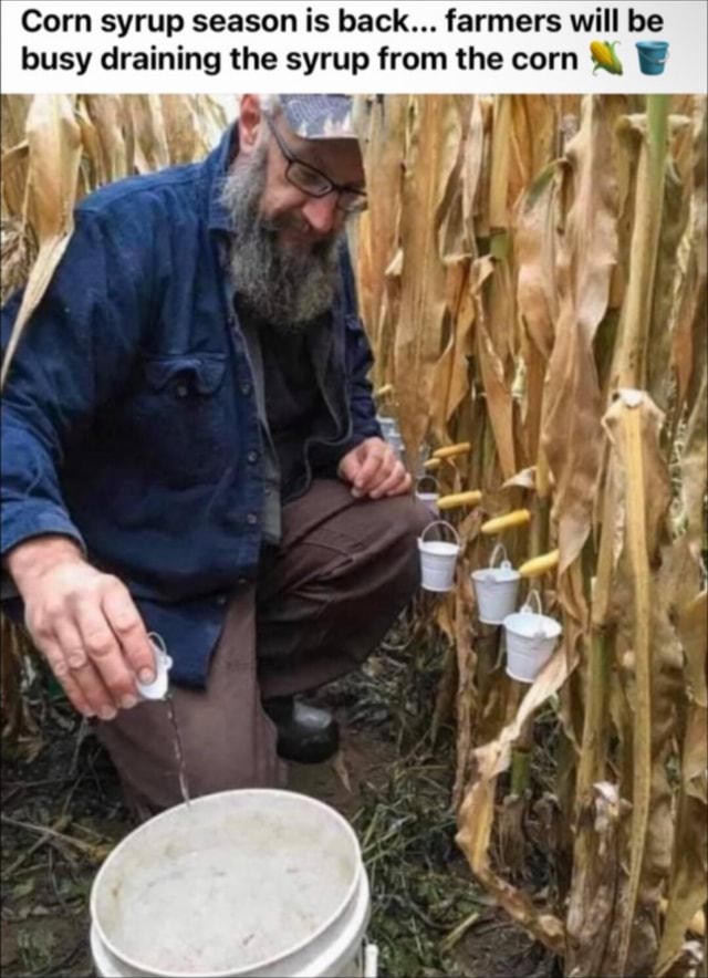 Corn syrup season is back... farmers will be busy draining the syrup ...