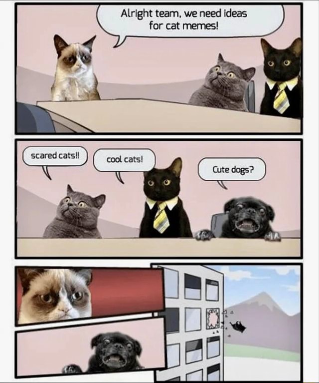 Alright team, we need ideas for cat memes! ats!! - iFunny