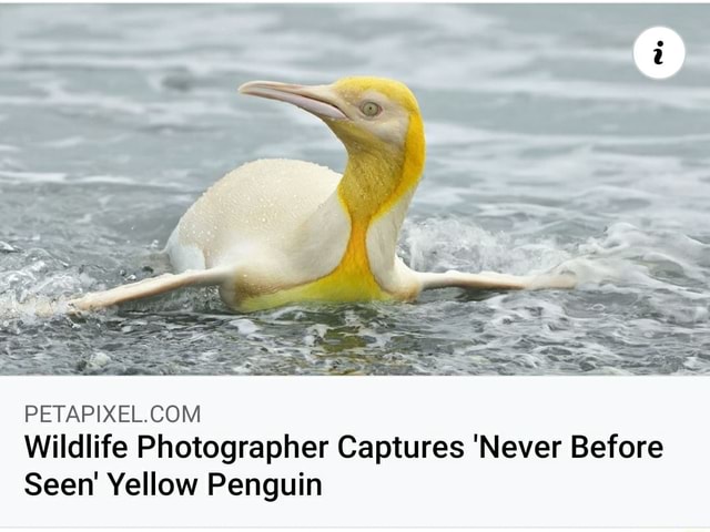 SS Wildlife Photographer Captures 'Never Before Seen' Yellow Penguin ...