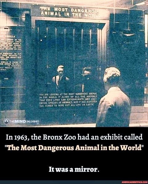 In 1963, the Bronx Zoo had an exhibit called "The Most Dangerous Animal ...