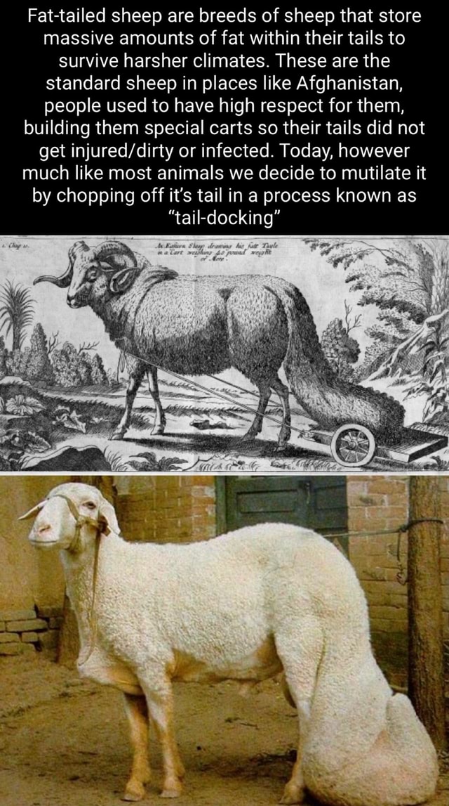 Fat-tailed sheep are breeds of sheep that store massive amounts of fat ...