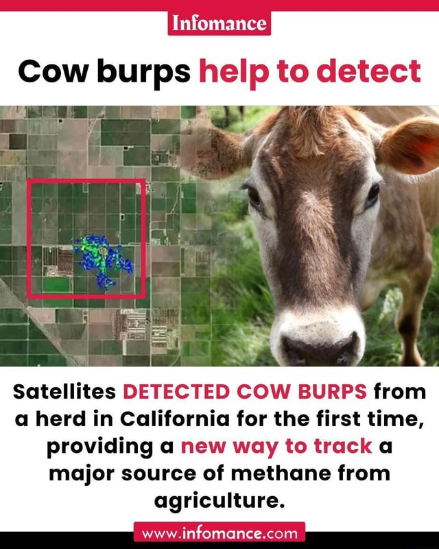 Infomance Cow burps help to detect Satellites DETECTED COW BURPS from a ...