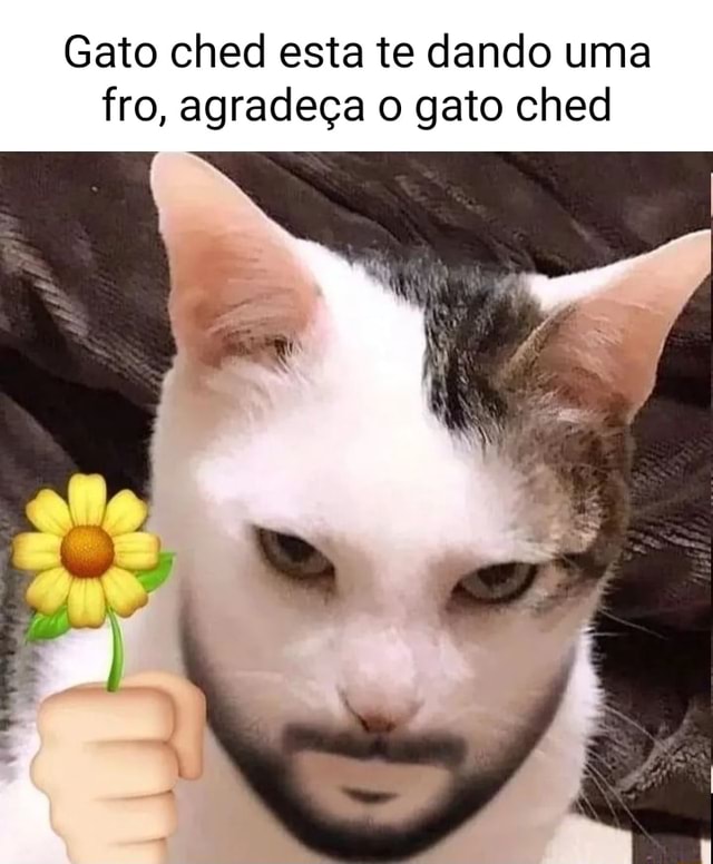 Gato ched esta te dando uma fro, agradeça o gato ched fe - iFunny