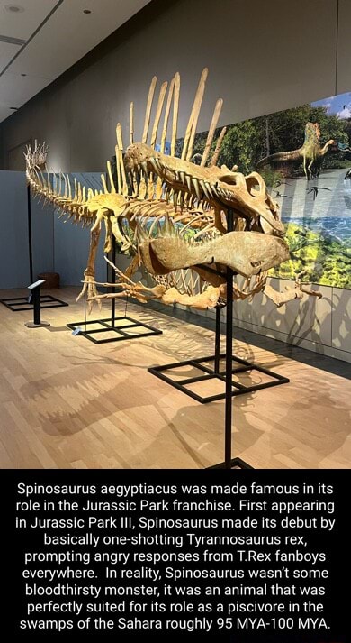 Spinosaurus aegyptiacus was made famous in its role in the Jurassic ...
