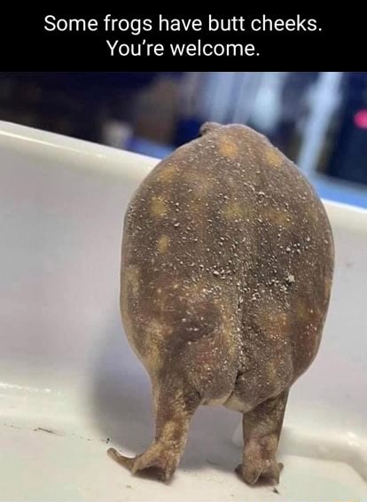 Some frogs have butt cheeks. You're welcome. - iFunny