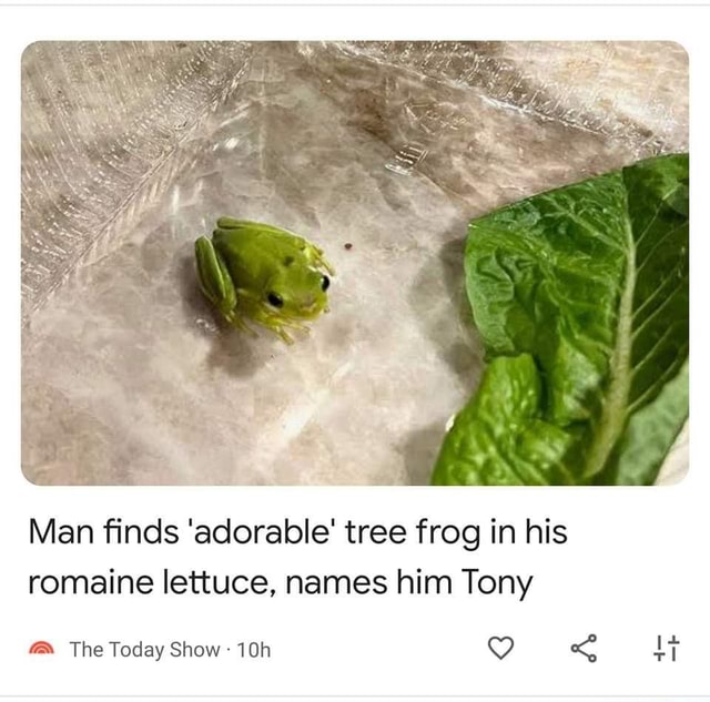 Man finds 'adorable' tree frog in his romaine lettuce, names him Tony ...