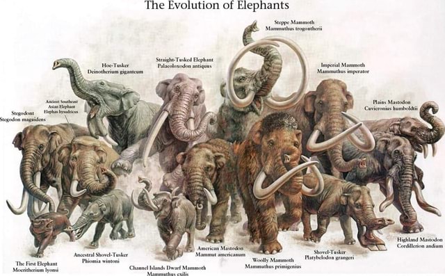 The Evolution of Elephants Steppe Mammoth, Mammuthus trogoatherii ...