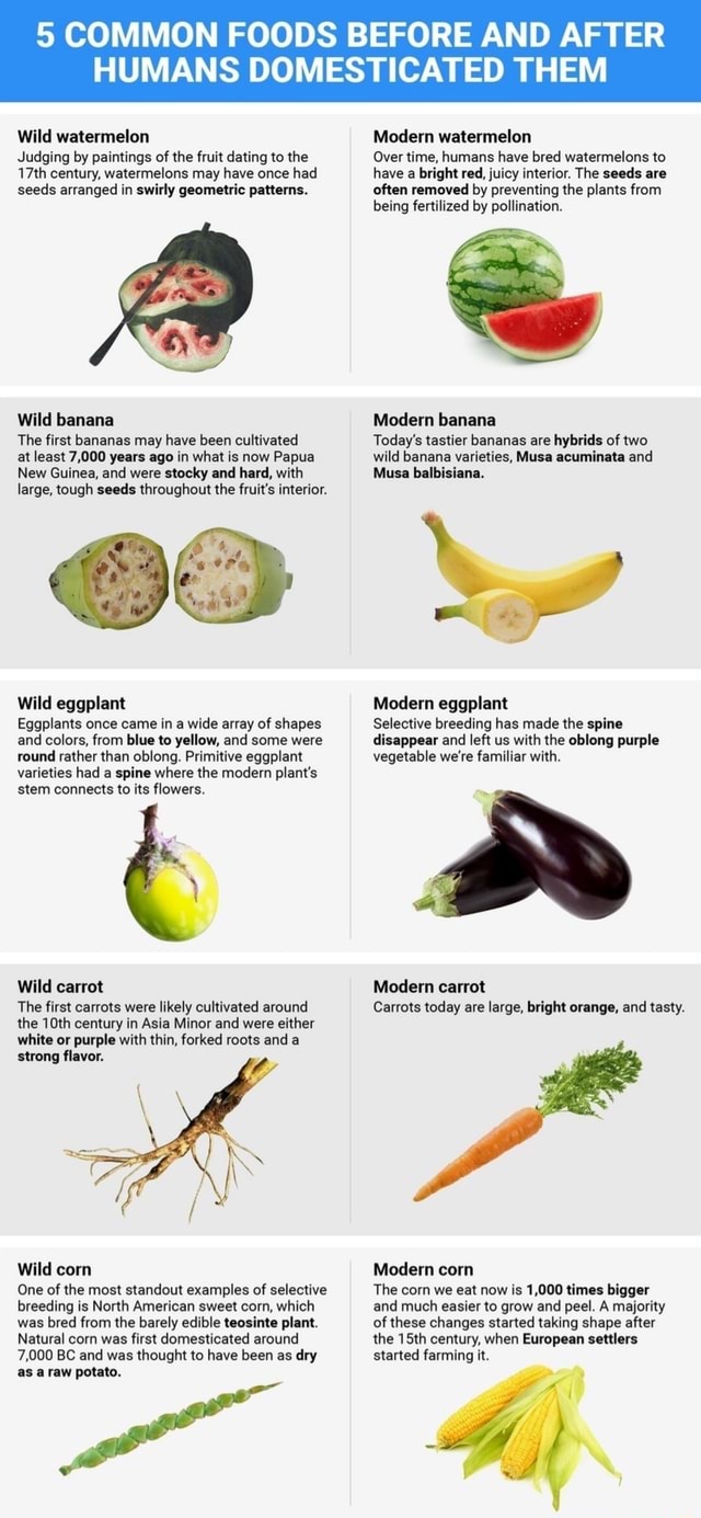 5 COMMON FOODS BEFORE AND AFTER HUMANS DOMESTICATED THEM Wild ...