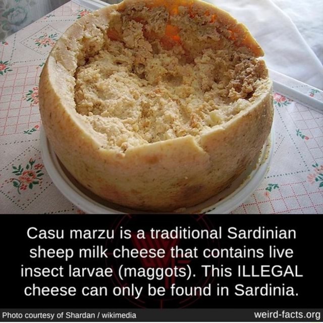 Casu marzu is a traditional Sardinian sheep milk cheese that contains ...