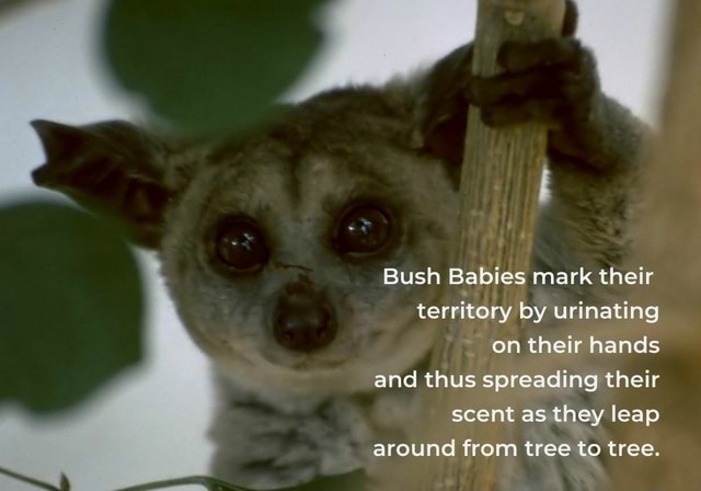 Bush Babies mark their territory by urinating on their hands and thus ...