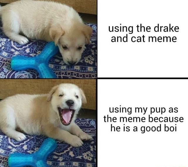 Using the drake and cat meme using my pup as I the meme because he is a ...