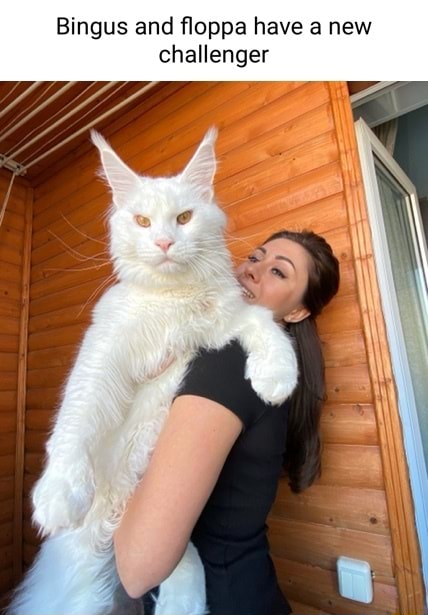 Bingus and floppa have a new challenger - iFunny