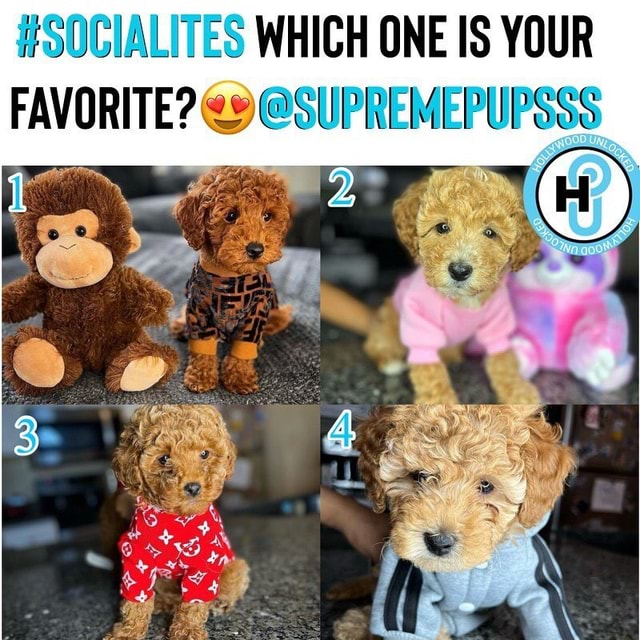 HF SOCIALITES WHICH ONE IS YOUR FAVORITE? UPREMEPUPSSS - iFunny