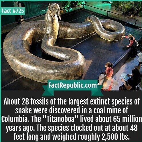 About 28 fossils of the largest extinct species of snake were ...