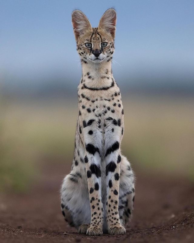 Here are 10 pictures of servals that will melt your heart! Tell us ...