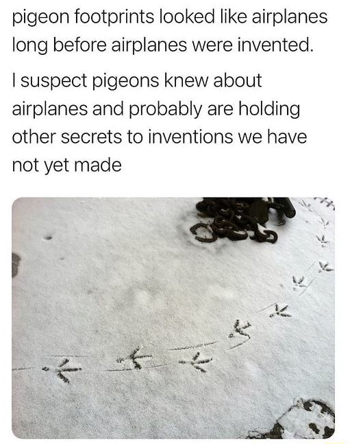 Pigeon Footprints Looked Like Airplanes Long Before Airplanes Were Invented Suspect Pigeons pigeon-footprints-looked-like-airplanes-long-before-airplanes-were-invented-suspect-pigeons