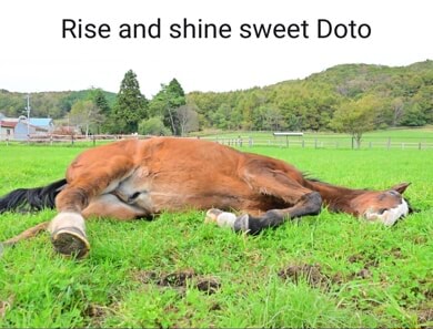 Rise and shine sweet Doto - iFunny