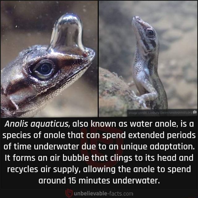 Credit: Anolis aquaticus, also known as water anole, is a species of ...