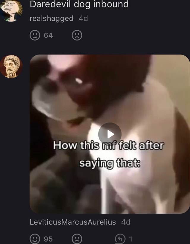 Daredevil dog inbound realshagged How iter LeviticusMarcusAurelius 95 ...
