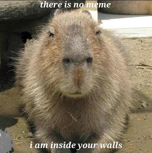 There is no meme iam inside your walls - iFunny There is no meme iam inside your walls - iFunny