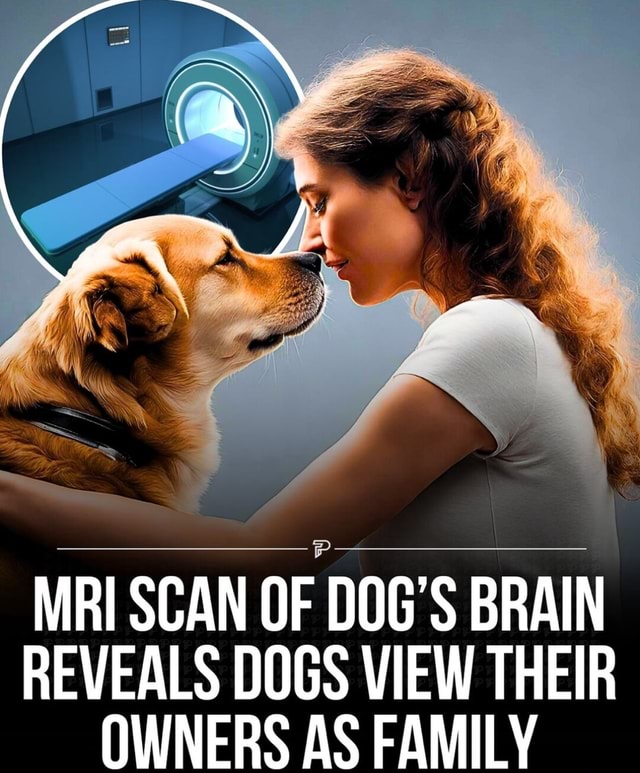 SS MRI SCAN OF DOG'S BRAIN REVEALS DOGS VIEW THEIR OWNERS AS FAMILY ...