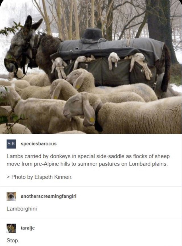 Lambs carried by donkeys in special side-saddle as flocks of sheep move ...