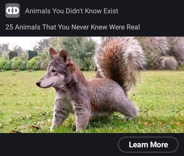 AD Animals You Didn't Know Exist 25 Animals That You Never Knew Were ...