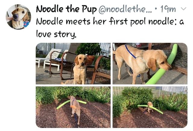 Noodle the Pup @noodlethe... Noodle meets her first pool noodle: love ...